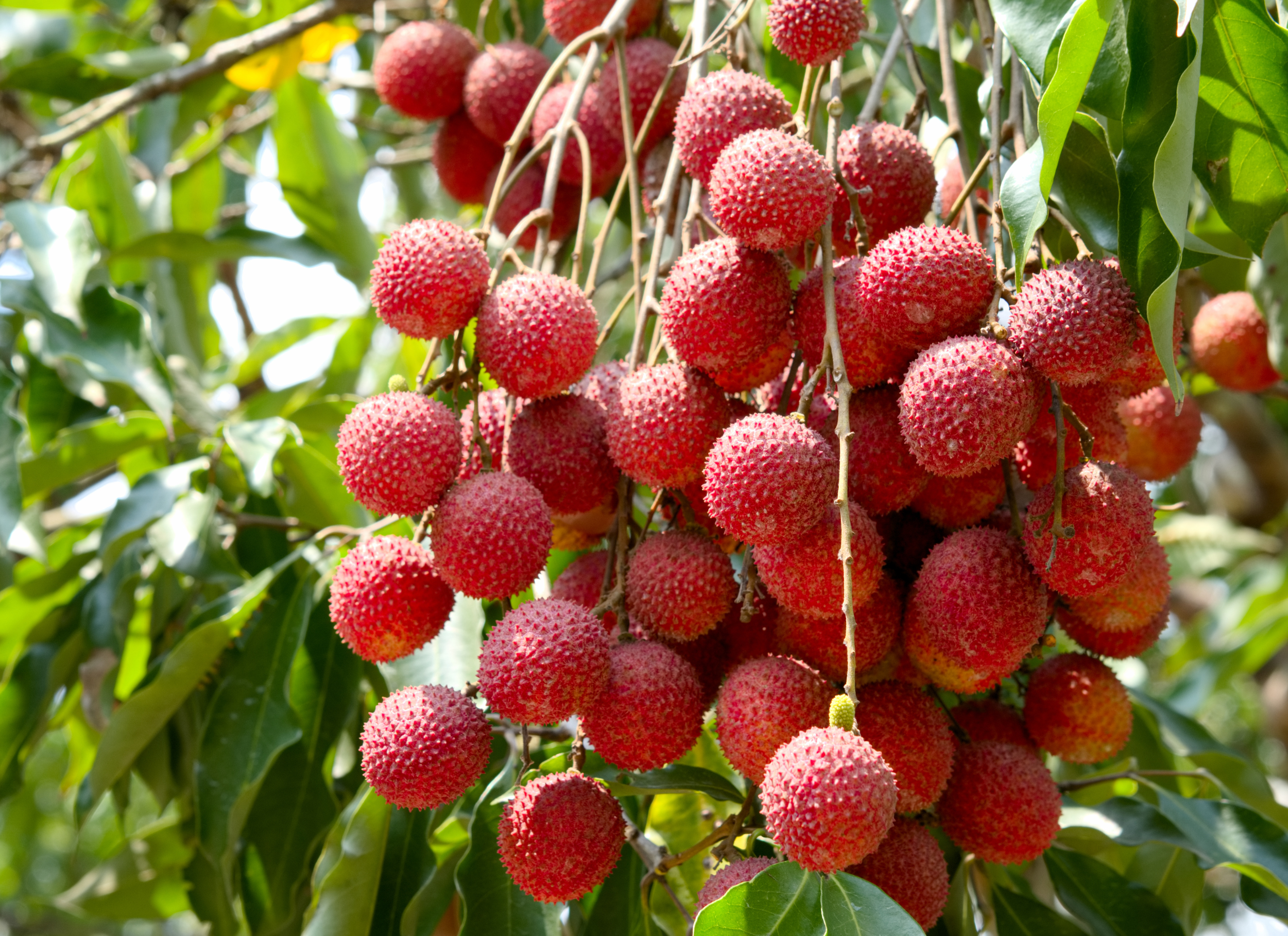 Enjoy the Benefits of Lychee Fruit this Summer with These Recipes ...